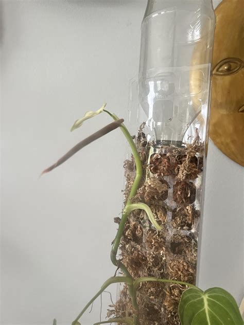 My Melanochrysum Put Out This White Mutant Leaf And Then A Healthy One