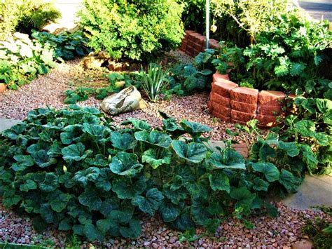 Organic Vegetable Gardening Consulting For Those Who Want To Grow Food