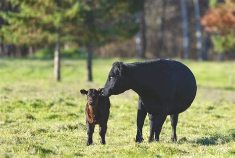 A Full Breech Birth Is A Dangerous Situation Alberta Farmer Express