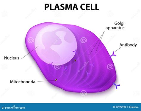 Plasma Cell