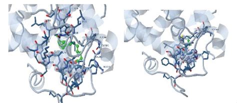 I And 3ii Structure Of The Protein Ligand Complex Download