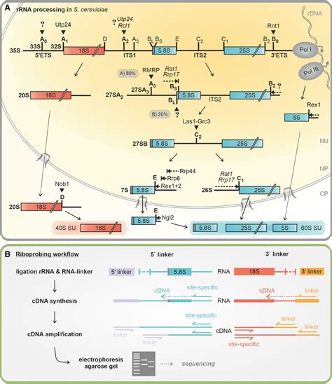 The Novel Pre Rrna Detection Workflow Riboprobing” Allows Simple Identification Of Undescribed