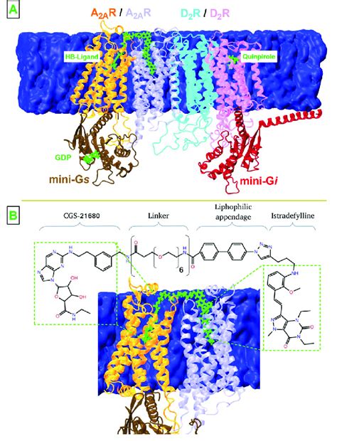 A 2a Rd 2 R Tetramer With Bivalent Ligand A Schematic Representation