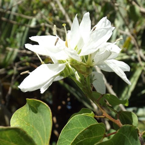 Anacacho Orchid Bauhinia Lunarioides Care Guide Water Soil
