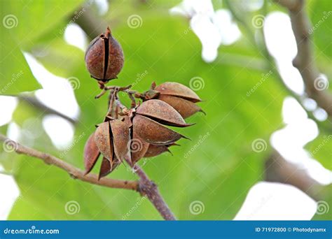 Tree Seed Pods Stock Photo Image Of Fruits Twigs Details