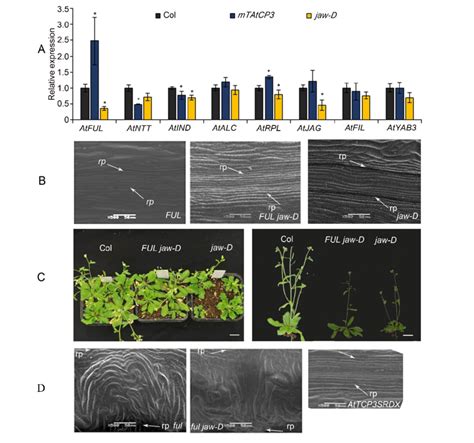 The Relationship Of Mir319a And Attcp3 With Replum And Valve Related Download Scientific