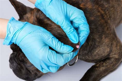 Por Que As Verrugas Aparecem Nos Cães Meus Animais