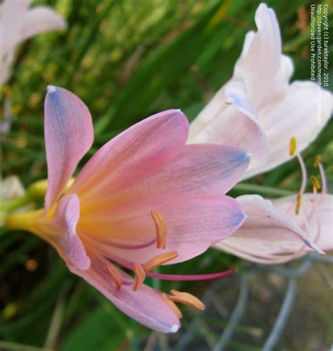 Full Size Picture Of Surprise Lily Magic Lily Resurrection Lily Naked Lady Ilycoris