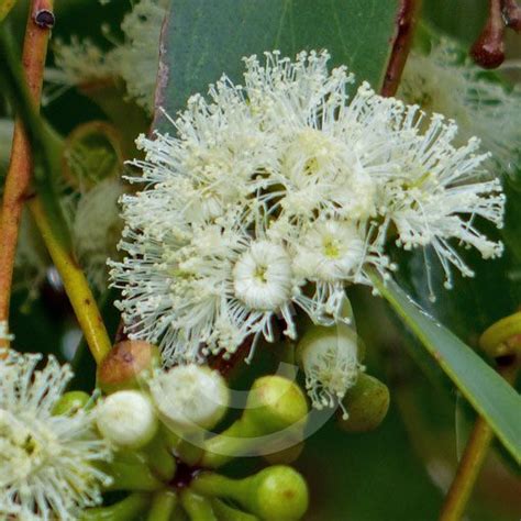 Eucalyptus Obliqua Messmate Stringybark Seed X200 Ole Lantana Seed