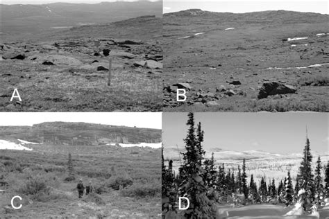 Landscape Views Representative Of Ecotone Subzones A Tundra T Site