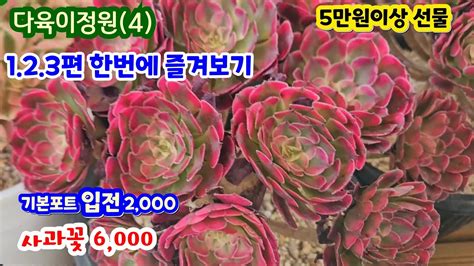 다육이정원4 123편 인기있는 다육이 가격 착한 다육이 한번에 즐기기 핑크여왕 흑사금 수목화 샤넬 사과꽃 Youtube