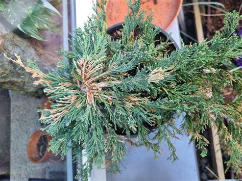 Any Hope For This Juniper R Plants