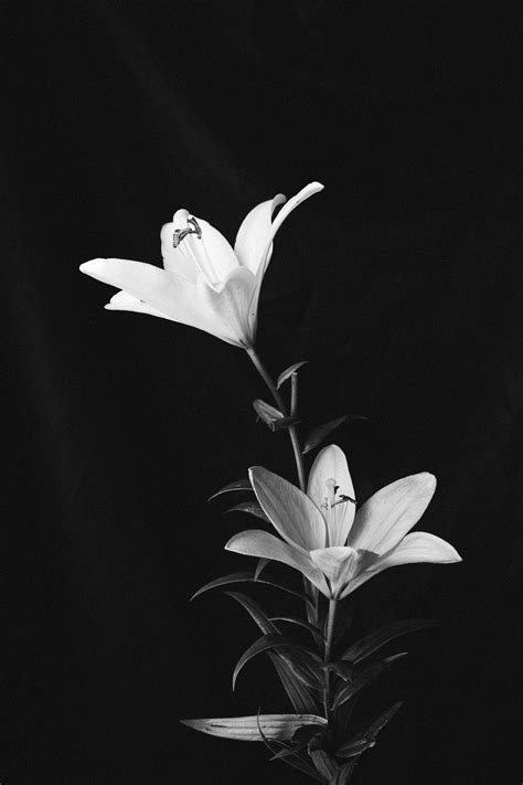 Pin By ☕ ༅Ⴚᴜ֟፝ʀᴜ On Images 🤗 Black And White Flowers White Lily