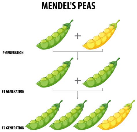 Gregor Mendel Pea Plants