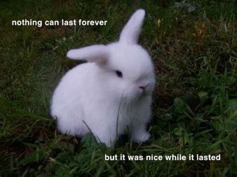 Funny Bunny Memes White Bunny Meme Bunny Meme Hilarious Fucking Rabbit