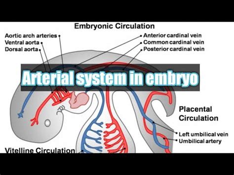 Arterial System Of Embryo Embryology Of Cvs Intersegmental Arteries