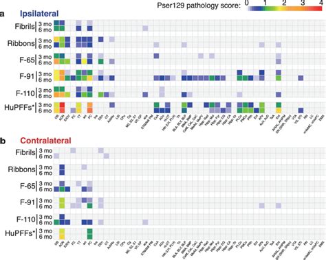 α Syn Pathology Spreading Pattern Depends On The Strain Injected