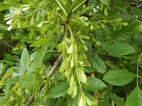Fraxinus Latifolia