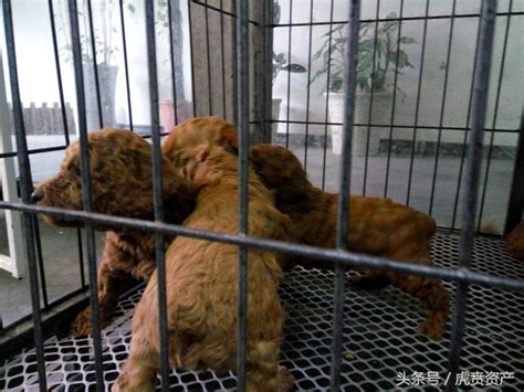 七隻泰迪小奶狗讓主人又喜又憂 每日頭條