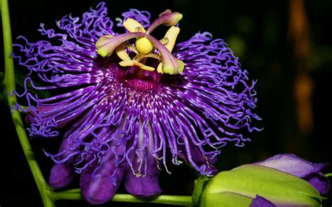 Exotic Flower Wallpaper 54 Pictures Wallpaperset