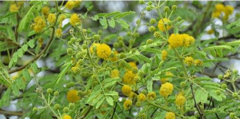 Baboola Dav Pharmacy