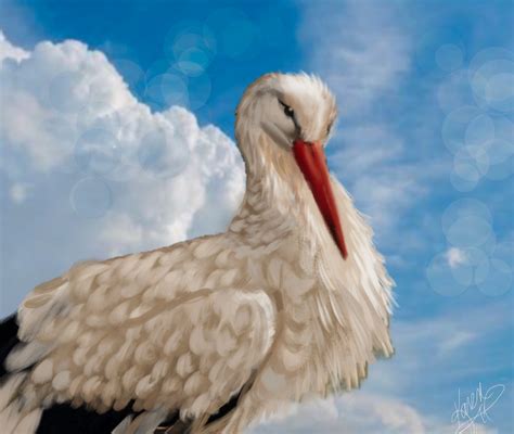 Stork On Behance
