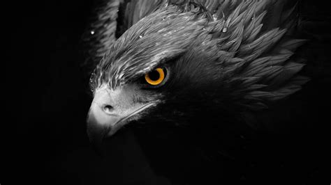 Descargar Fondos De Carade Águila En Primer Plano Color Negro