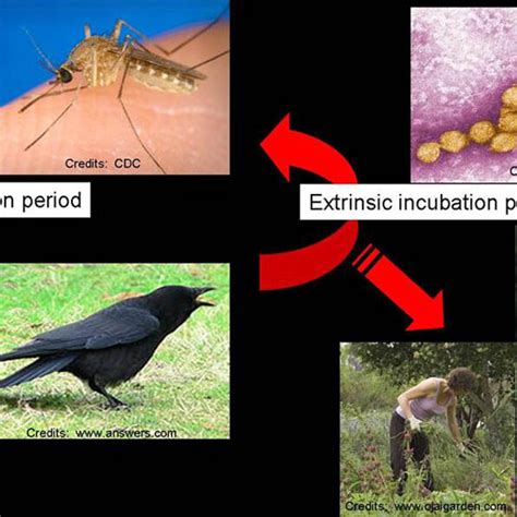 Virus Transmission Cycle Credits Download Scientific Diagram