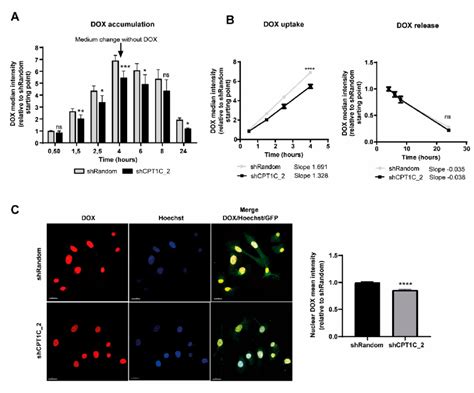 Cpt1c Silencing Decreases Doxorubicin Dox Cellular And Nuclear Download Scientific Diagram