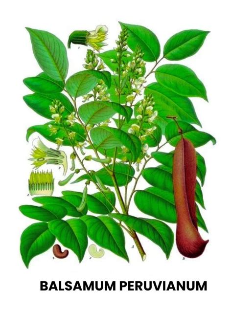 Balsamum Peruvianum B
