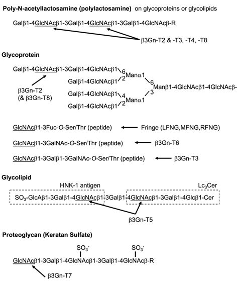 Figure 2 [glycans Which Are Synthesized By ] Glycoscience