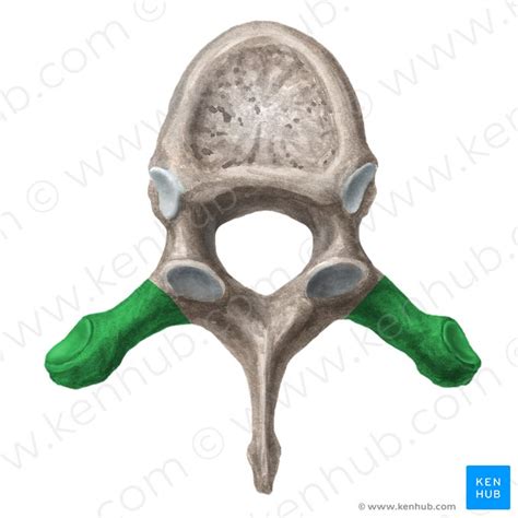 Vértebras Torácicas Resumo Da Anatomia E Localização Kenhub