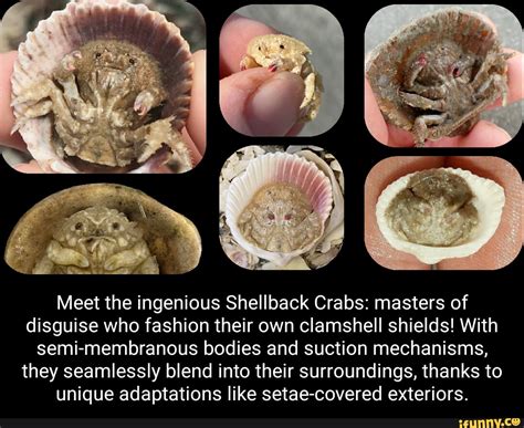 Shellback Memes Best Collection Of Funny Shellback Pictures On Ifunny