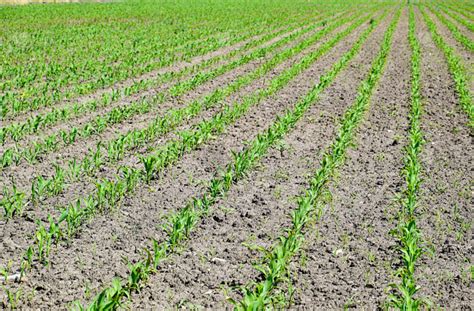 玉米地的秧苗。田里的玉米幼苗