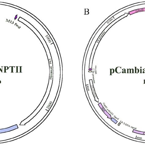 G418 Kill Curve Data For Hongyingzi Immature Embryos Ies Placed Under