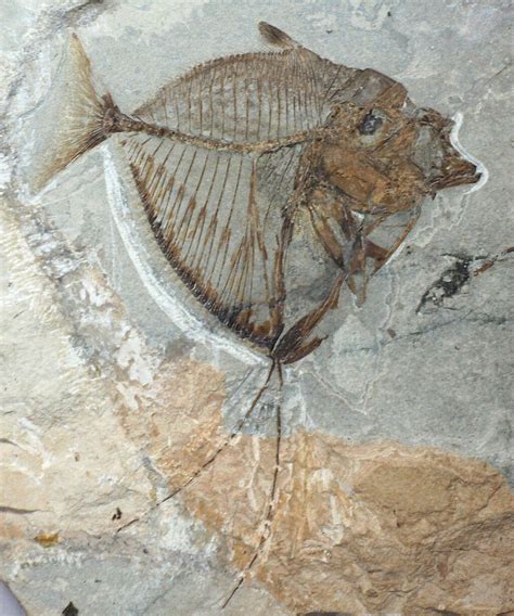 Poster Crinoid Fossil Sea Lilies Triassic Period 240 Mya 24x16in Artofit