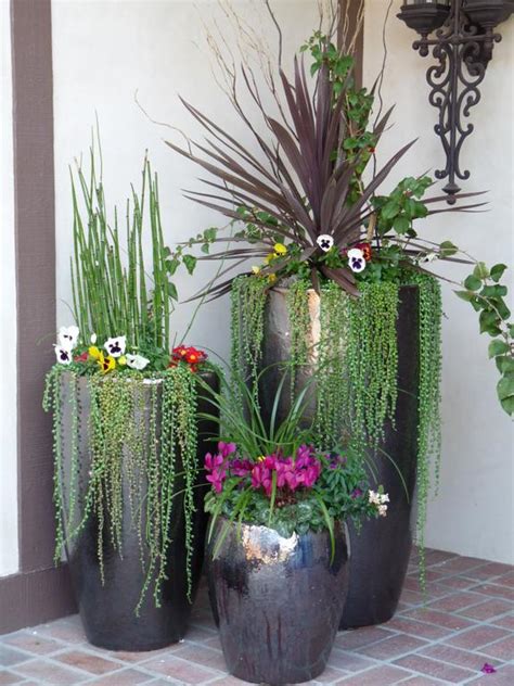 Best Outdoor Potted Plants For Privacy At Ruby Vannatter Blog