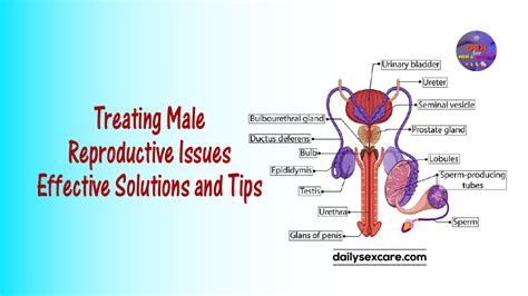 Treating Male Reproductive Issues Effective Solutions And Tips