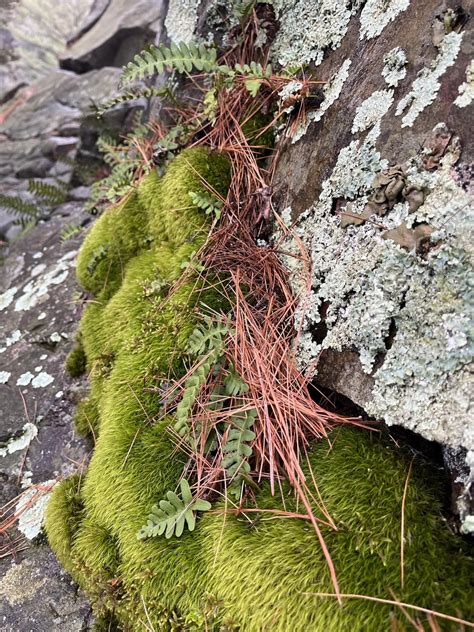 Just A Beautiful Moss Specimen Rmosses