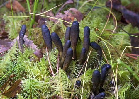 КОРДИЦЕПС ОФИОГЛОССОВИДНЫЙ - Михаил Вишневский