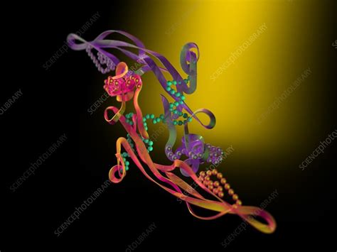 Tgf Beta1 Molecular Model Stock Image C0227022 Science Photo