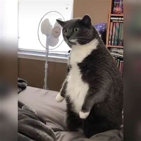 This Cat Looks Just Like Ed Herrman Richard R Gilmoregirls