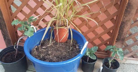 The Scientific Gardener Tree Kale Or Perennial Collards