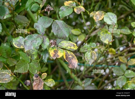 Roses Fungal Disease Diplocarpon Rosae Black Spots On Yellow Rose