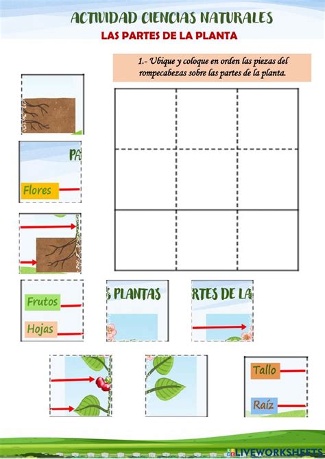 Partes De La Planta Interactive Activity For Segundo De BÁsica
