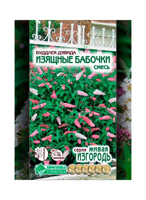 Буддлея