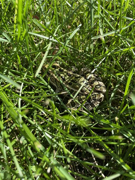 Leapardfrog Prairie Woods Arboretum