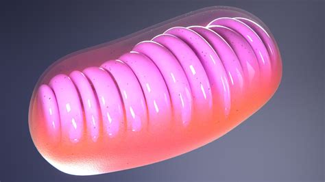 Mitohondria 3d Model Model Turbosquid 2229110