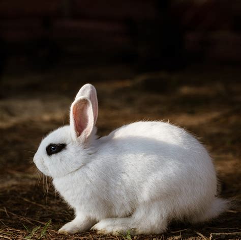 Which Rabbit Breeds Make The Best Pets A Starter Guide