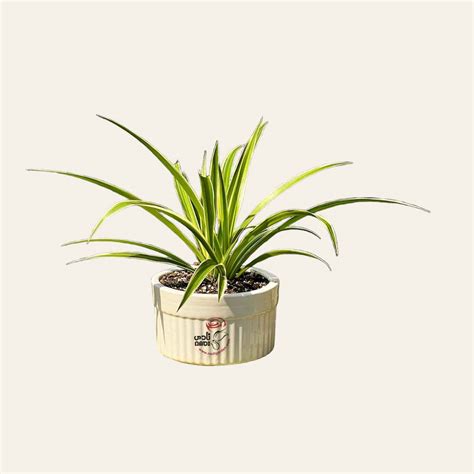 گندمی خرید گل از دیجی گلی